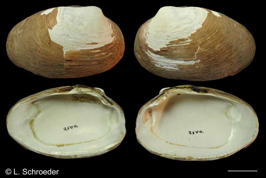 Bivalves - Trapezidae, Ungulinidae, Kelliellidae, Vesicomyidae